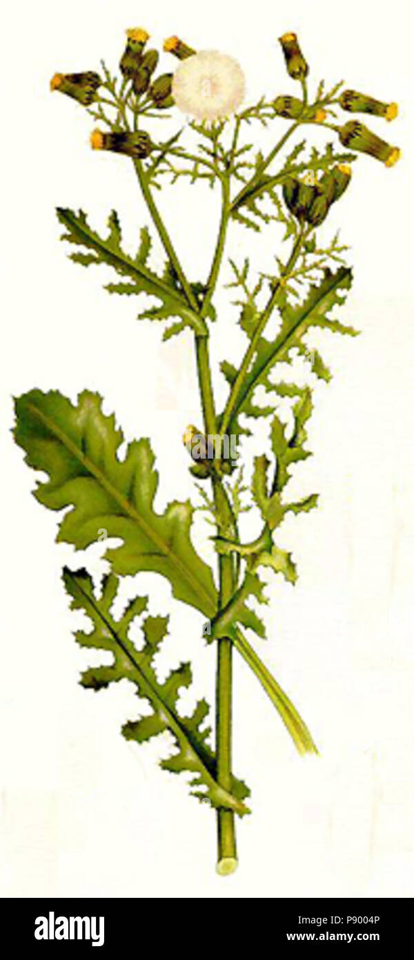 Groundsel genus hi-res stock photography and images - Alamy