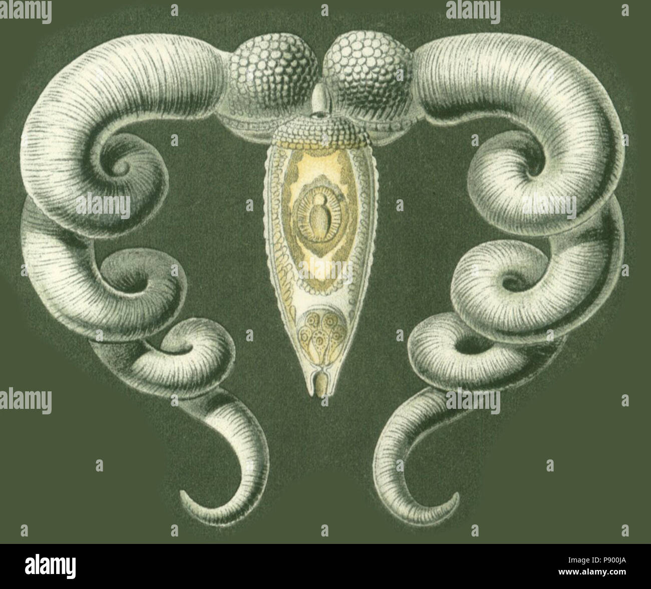 Bucephalus hi-res stock photography and images - Alamy