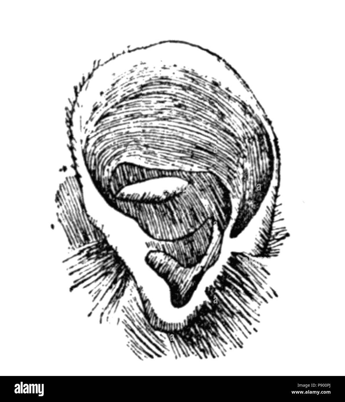 Primate classification Black and White Stock Photos & Images - Alamy