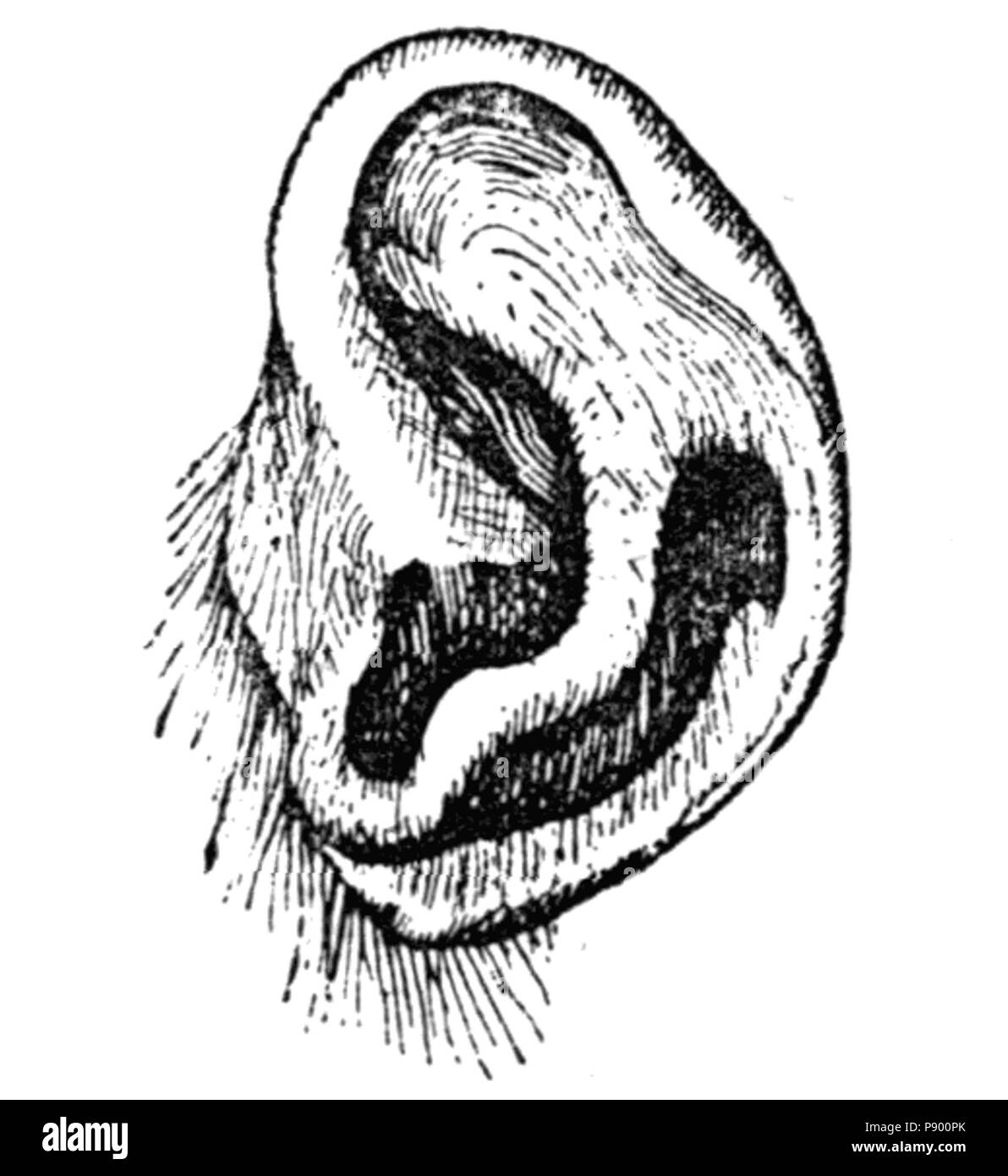 Primate classification Black and White Stock Photos & Images - Alamy