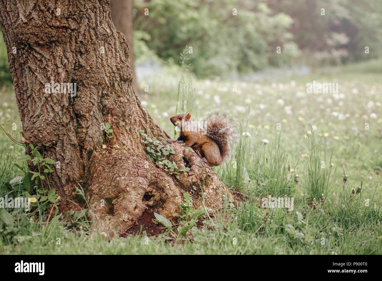 squirrel on tree branch Stock Photo - Alamy