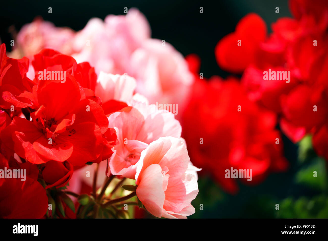 Flowers in Devon Stock Photo - Alamy