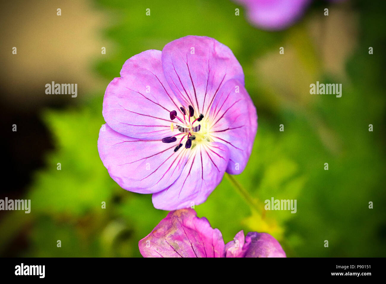 Flowers in Devon Stock Photo - Alamy