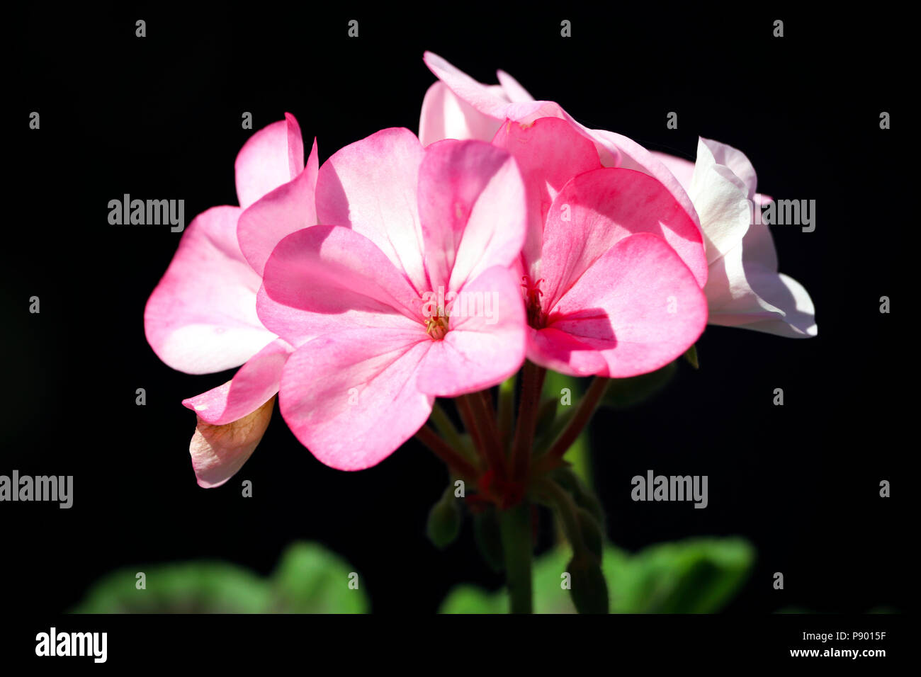 Flowers in Devon Stock Photo - Alamy