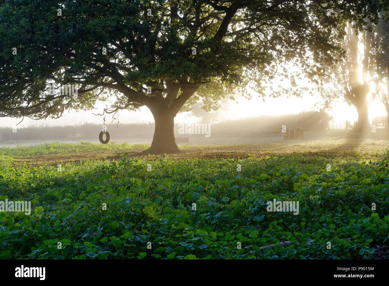 Ropeswing hi-res stock photography and images - Alamy
