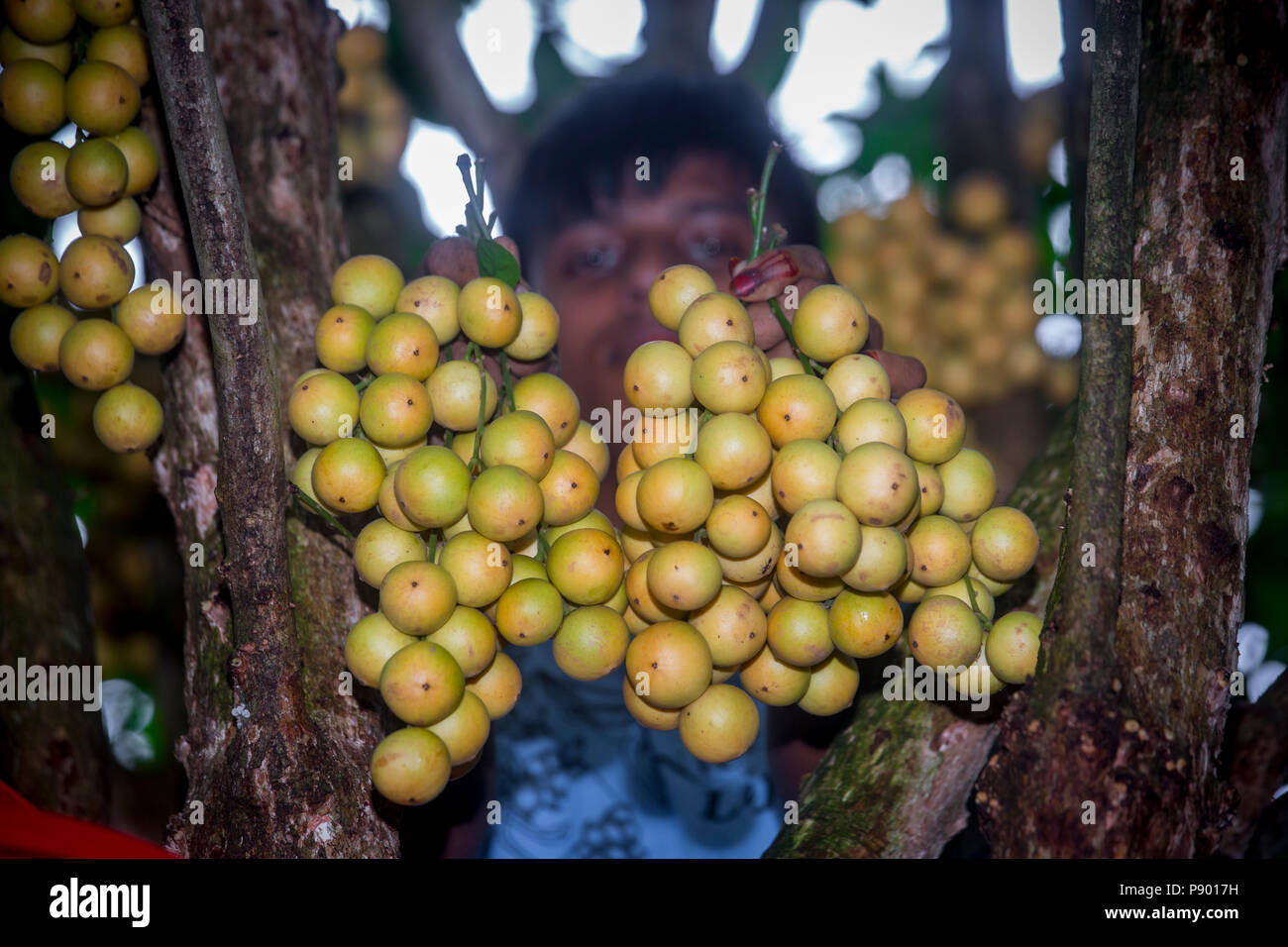 Bangladeshi farmers collect and short Burmese grape at Narsingdi ...
