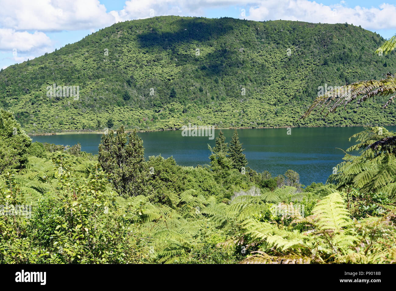 Green Lake near Rotorua, New Zealand Stock Photo - Alamy
