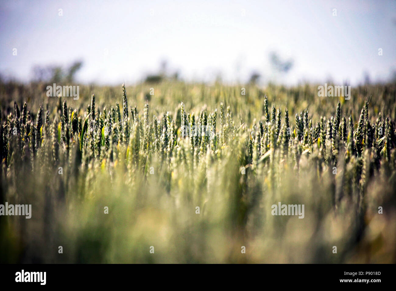 Crops grass hi-res stock photography and images - Alamy