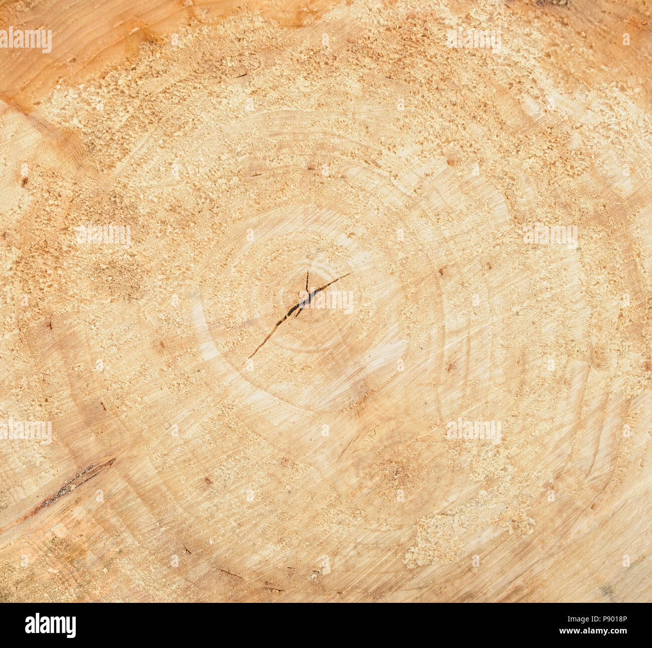Wood log background. Wood log slice cutted tree trunk Stock Photo - Alamy