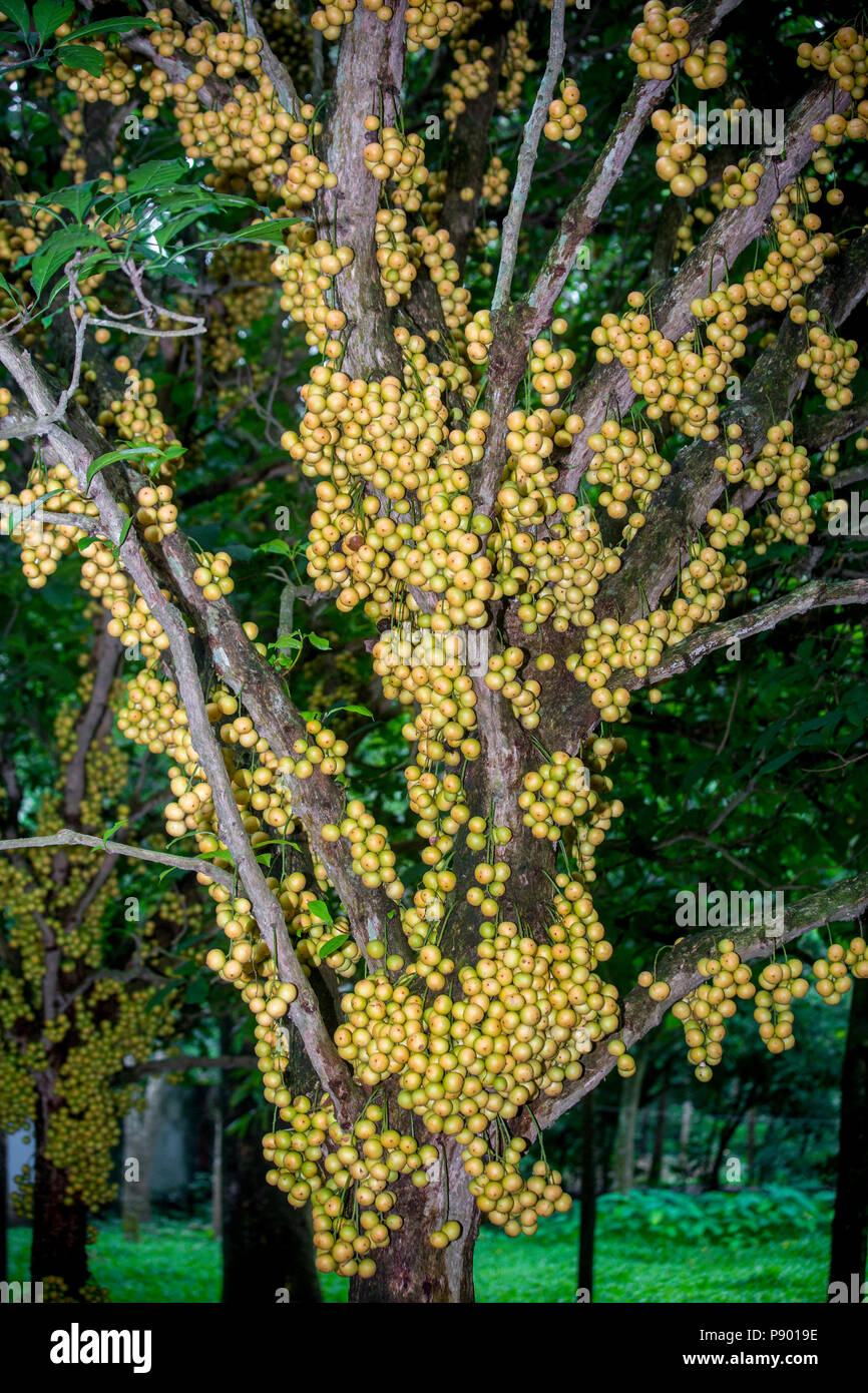 Lotkan plantation at Belabo, Narsingdi, Bangladesh Stock Photo - Alamy