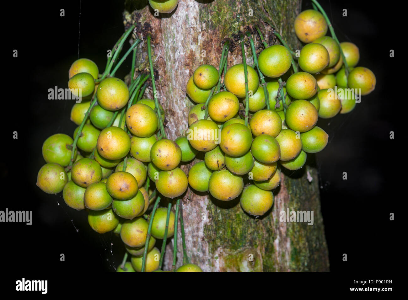 Lotkan plantation at Belabo, Narsingdi, Bangladesh Stock Photo - Alamy