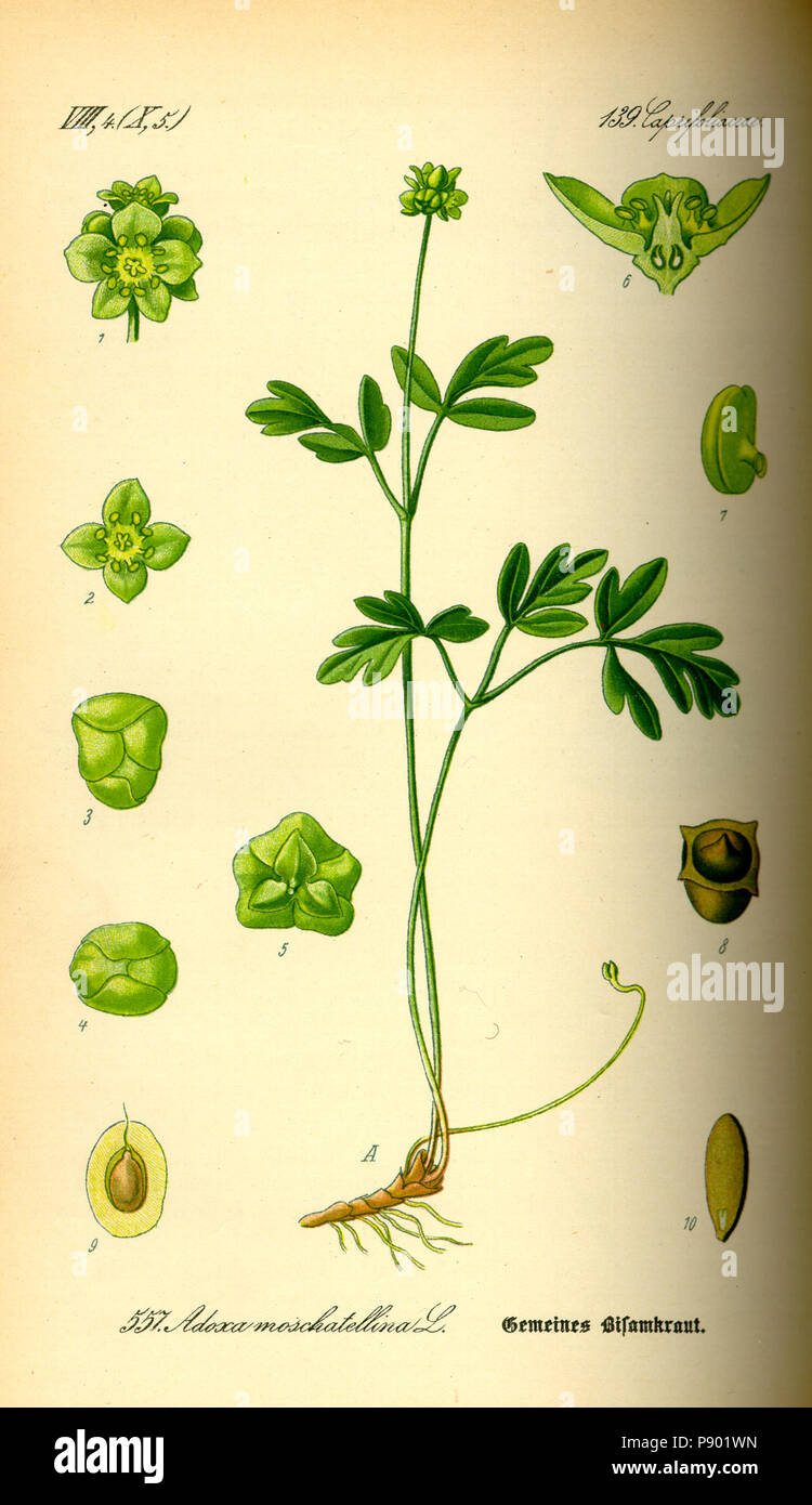 . 335 Illustration Adoxa moschatellina0 Stock Photo - Alamy