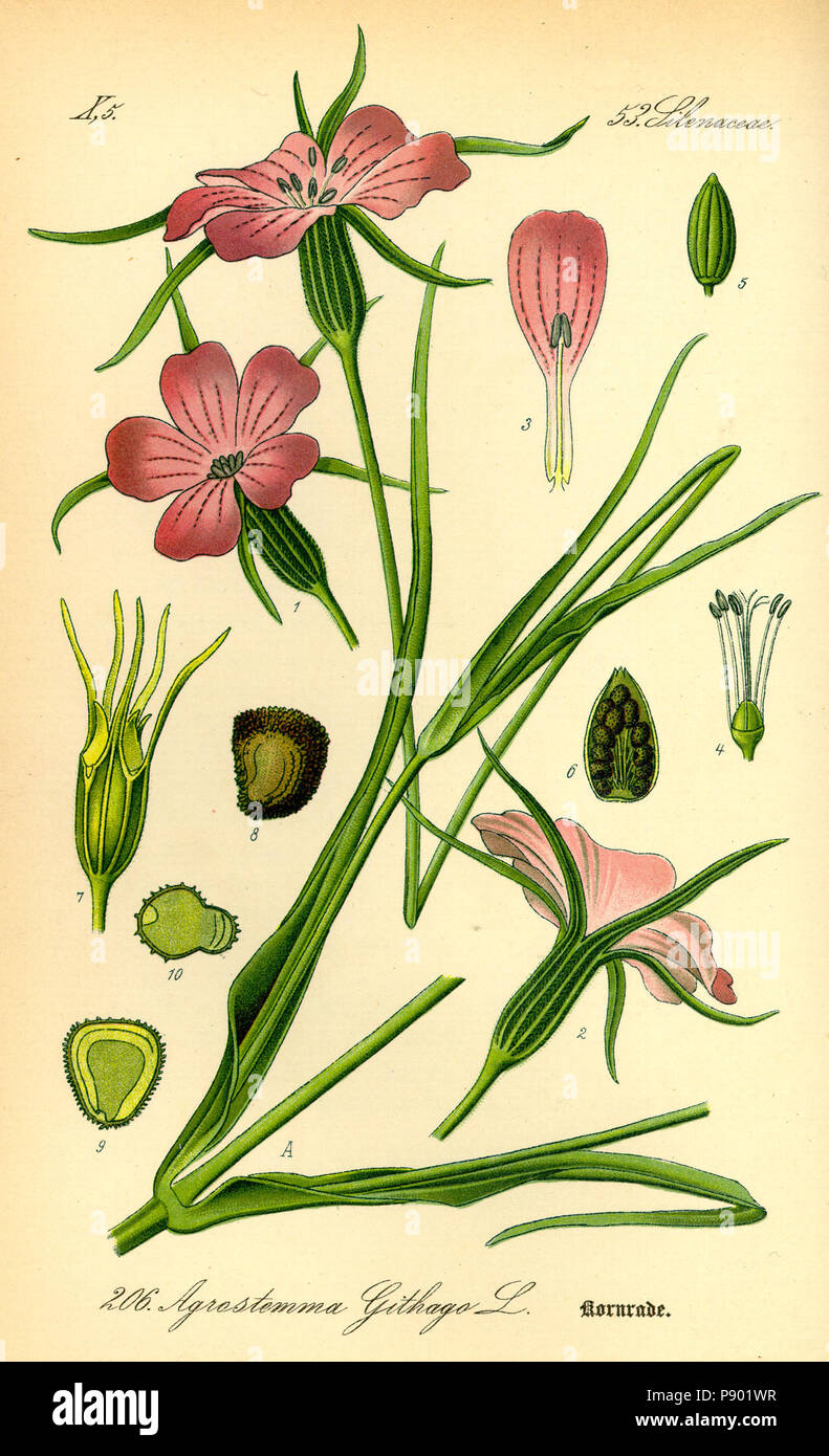 Botanical illustration corn cockle hi-res stock photography and images ...