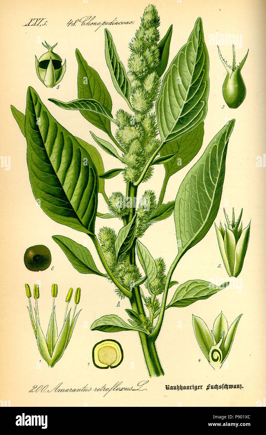 . 335 Illustration Amaranthus retroflexus0 Stock Photo - Alamy