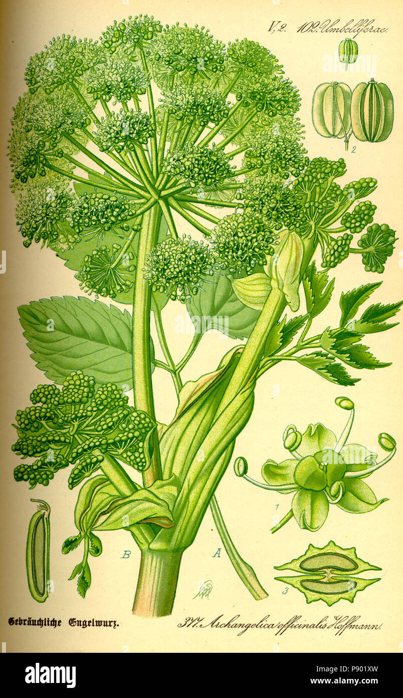 Angelica illustration hi-res stock photography and images - Alamy