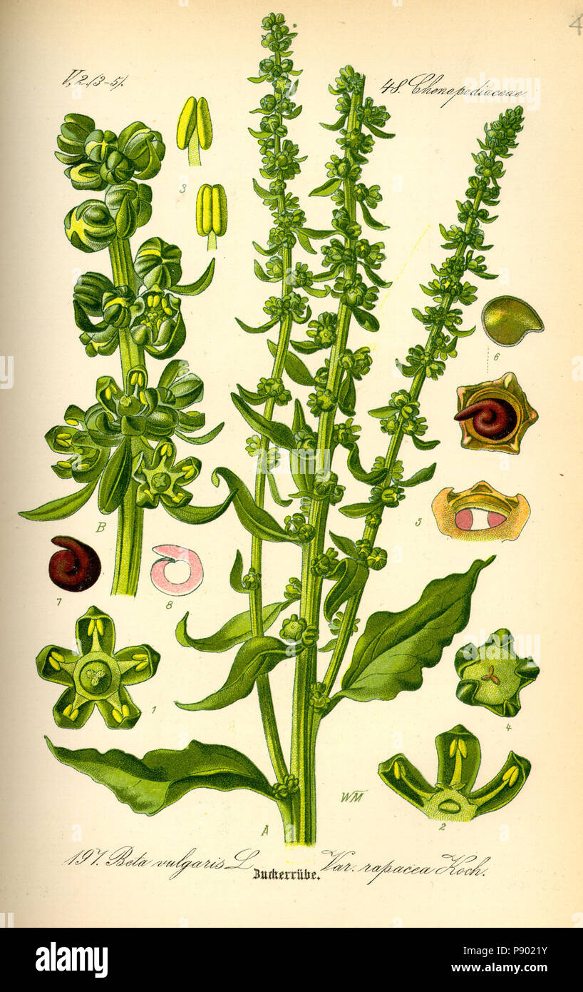 Beta vulgaris illustration hi-res stock photography and images - Alamy