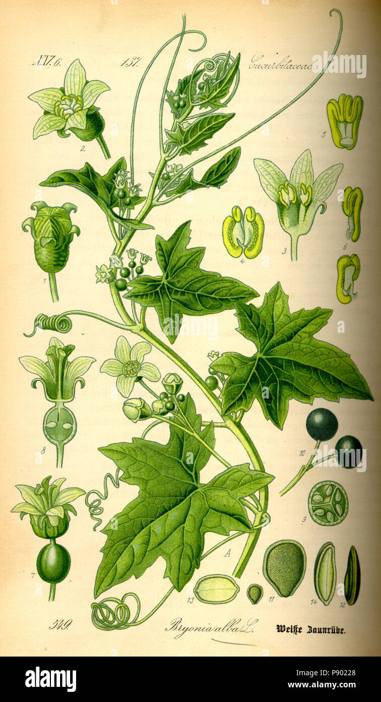 Bryonia alba hi-res stock photography and images - Alamy