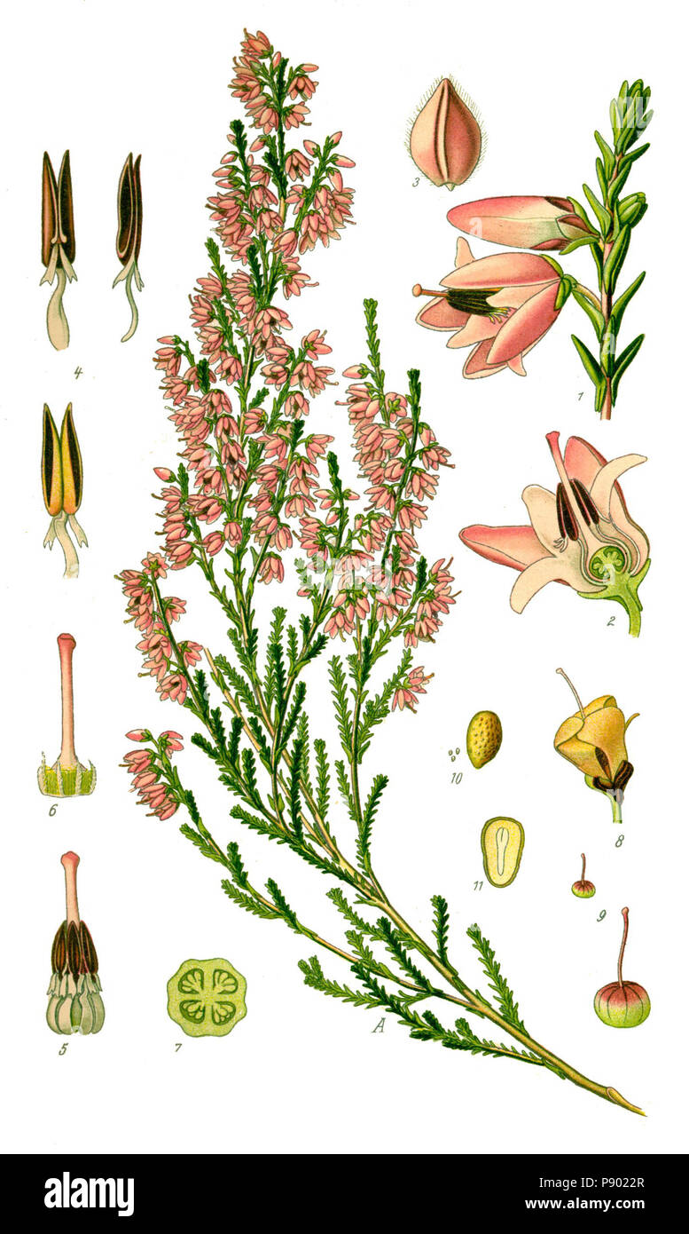 Europe illustration Cut Out Stock Images & Pictures - Alamy