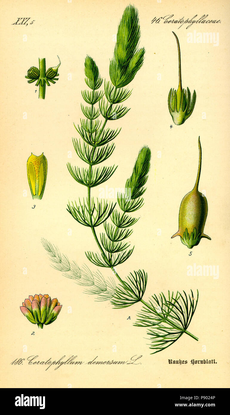 Aquatic plant hornwort ceratophyllum hi-res stock photography and ...