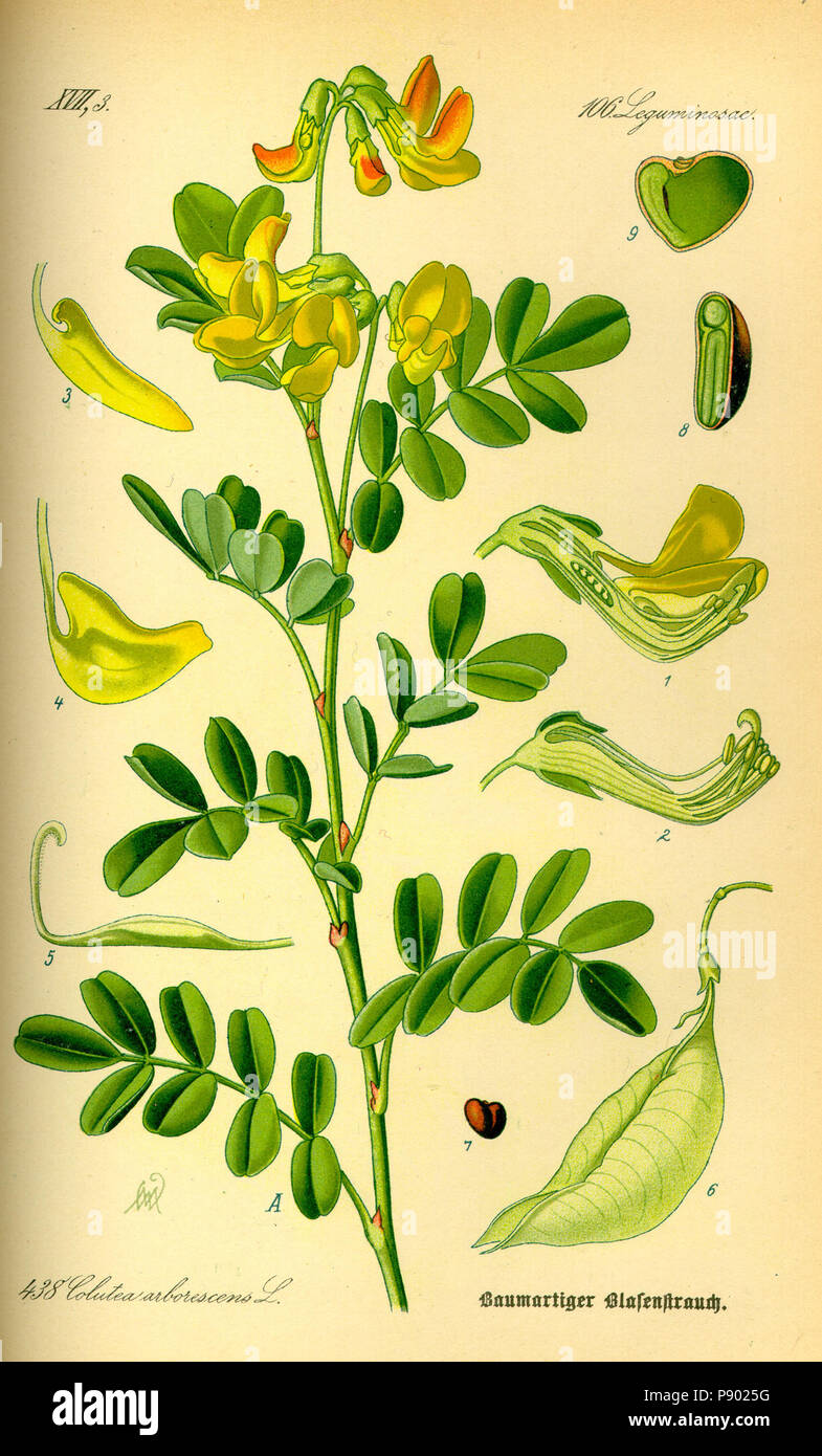 . 336 Illustration Colutea arborescens0 Stock Photo - Alamy