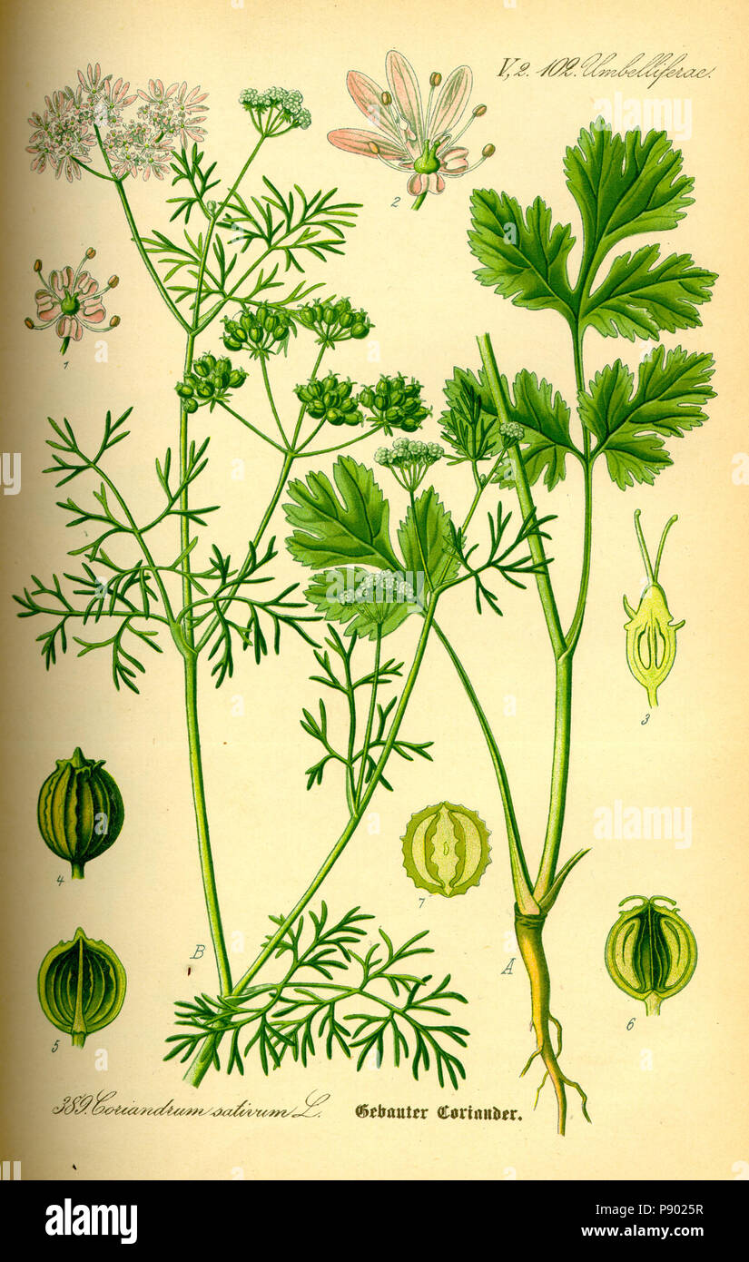 Coriandrum sativum drawing hi-res stock photography and images - Alamy