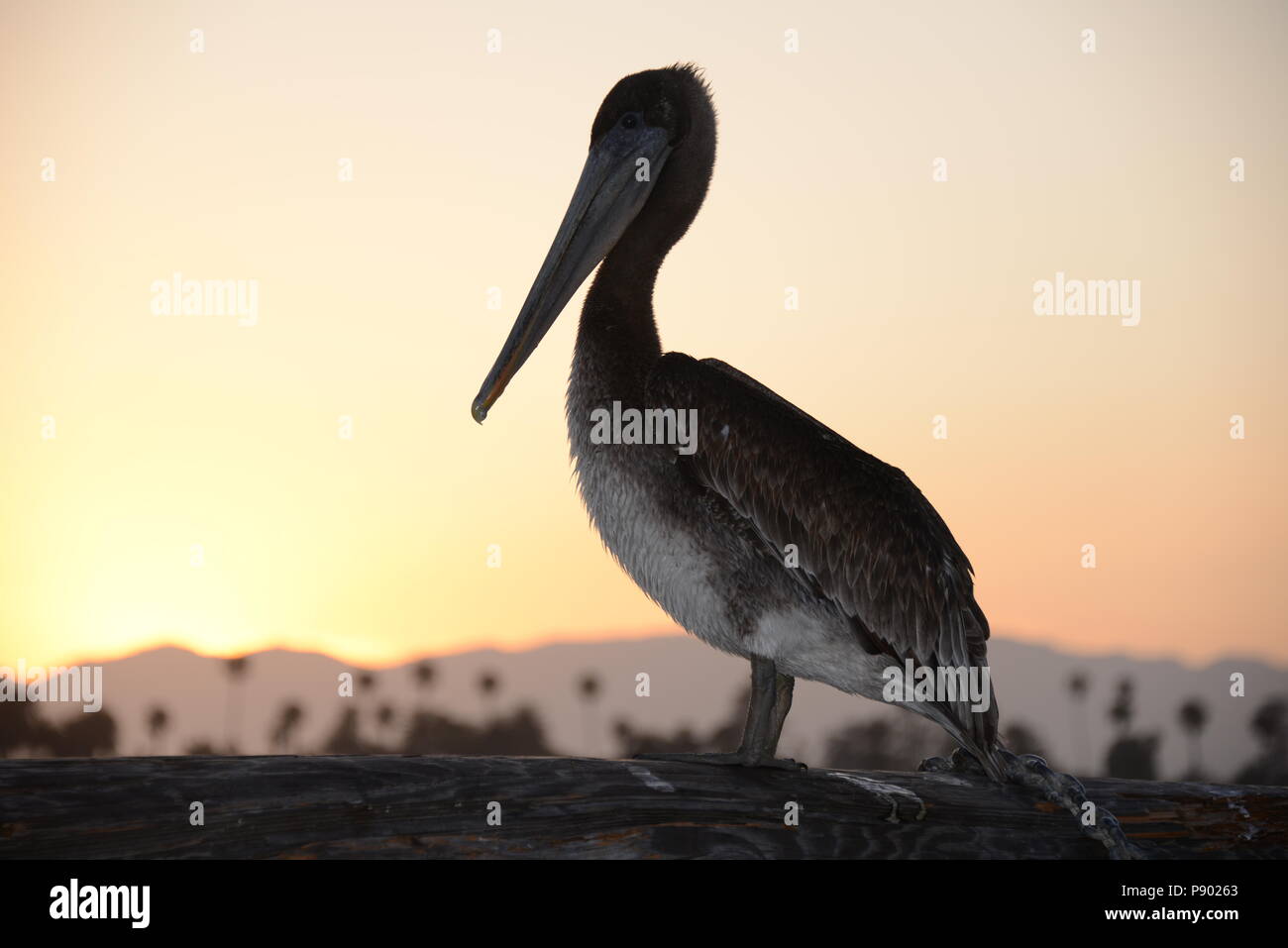 Pelican in sunset Santa Barbara, USA Stock Photo - Alamy