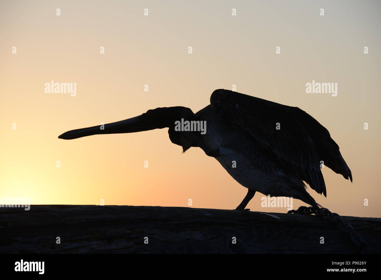 Pelican in sunset Santa Barbara, USA Stock Photo - Alamy
