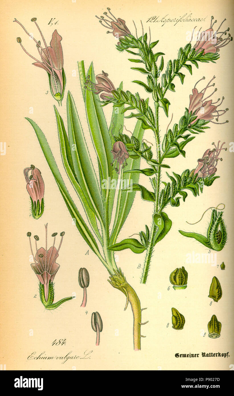 Botanical illustration of echium vulgare hi-res stock photography and ...