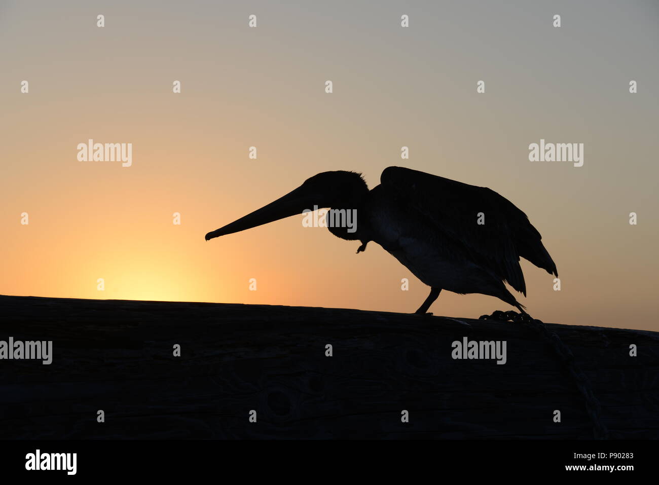 Pelican in sunset Santa Barbara, USA Stock Photo - Alamy