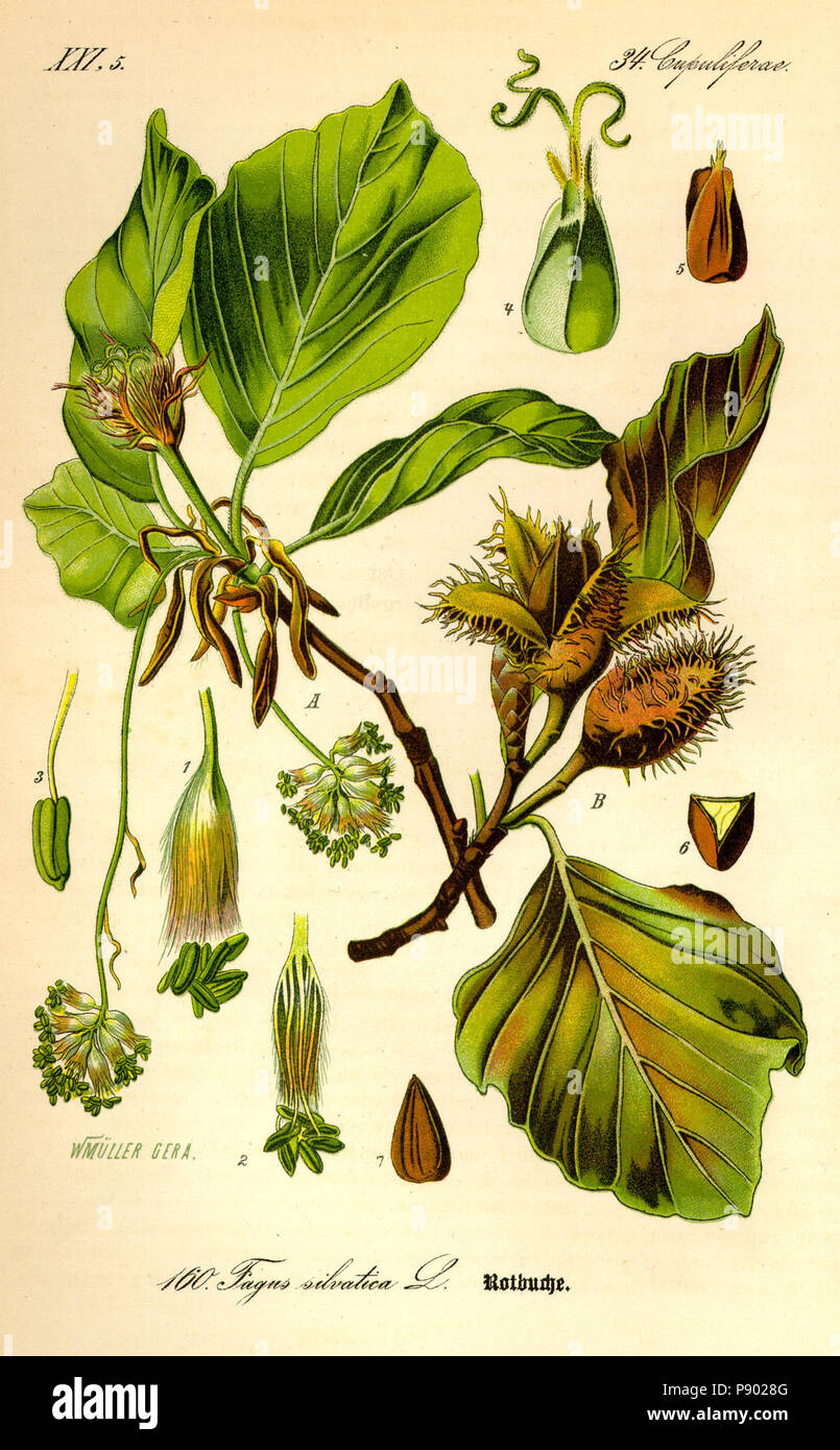 Fagus species hi-res stock photography and images - Alamy