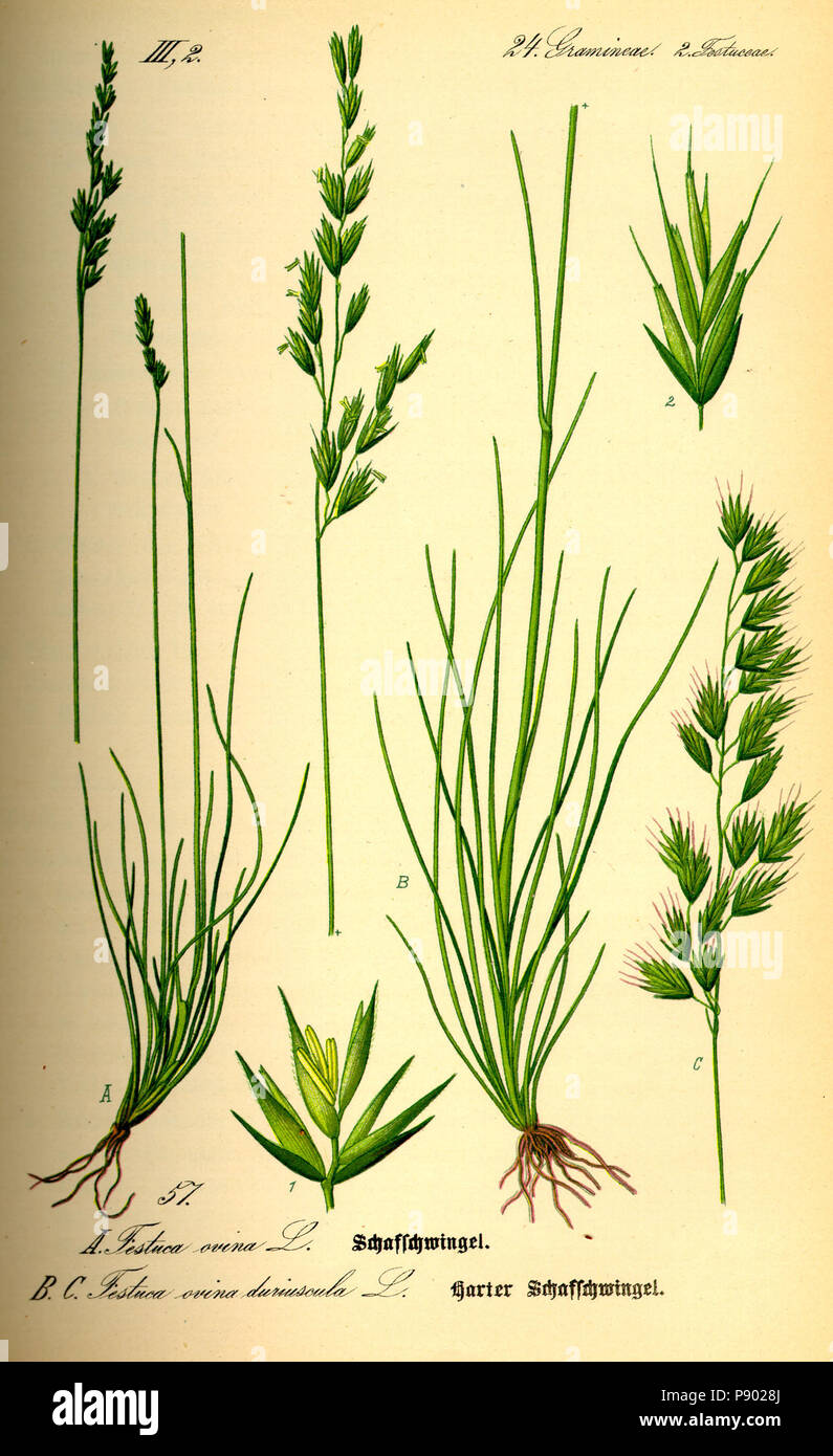 Fescue festuca hi-res stock photography and images - Alamy