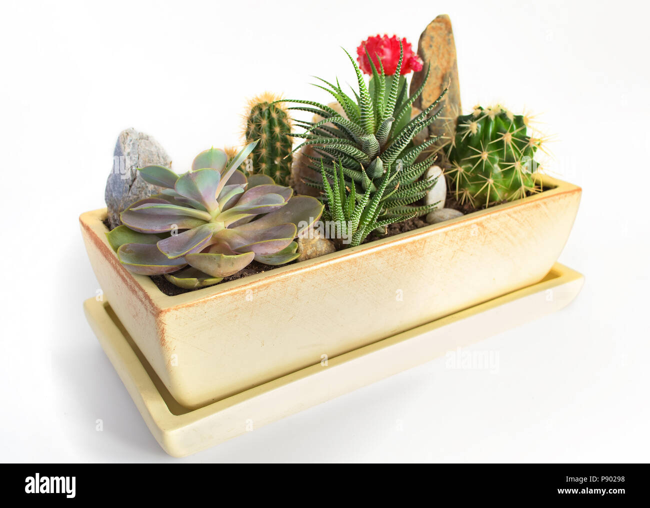 Plant composition hi-res stock photography and images - Alamy