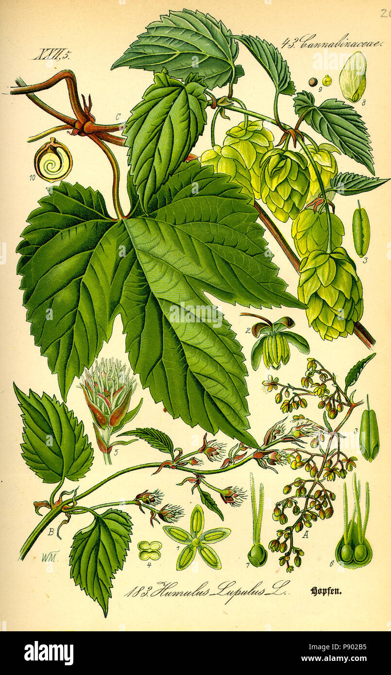 Humulus lupulus botanical illustration hi-res stock photography and ...