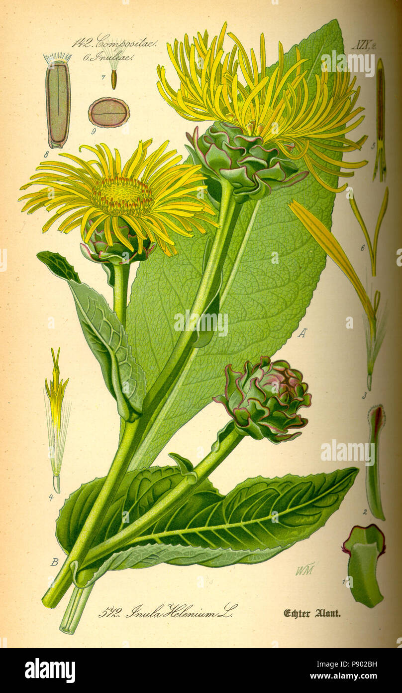 Inula illustration hi-res stock photography and images - Alamy