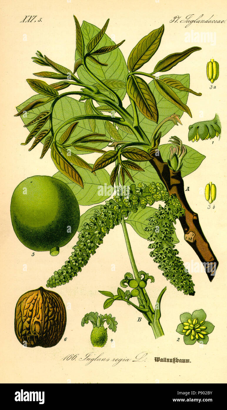 Juglans regia . 1885 337 Illustration Juglans regia0 Stock Photo - Alamy