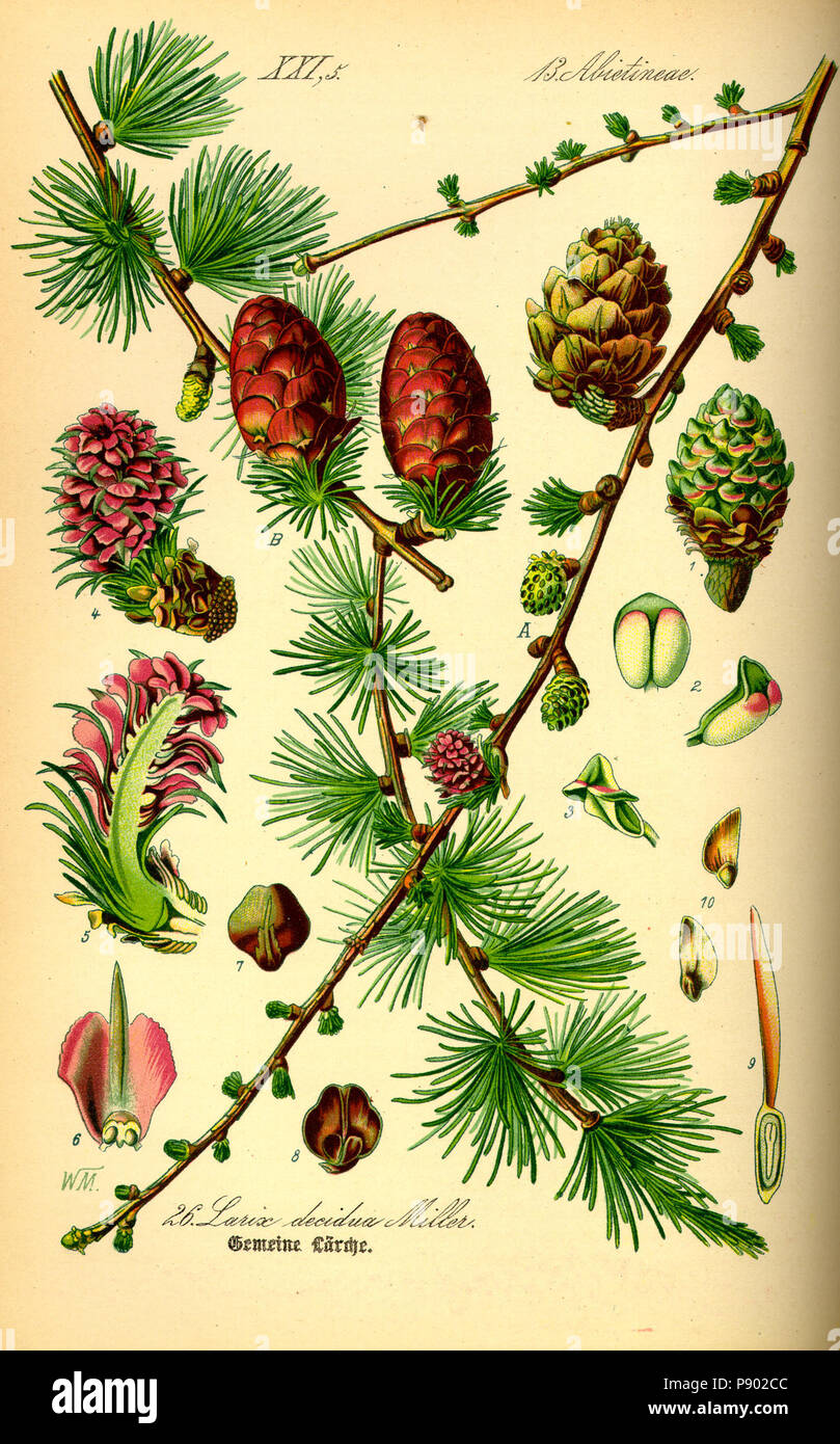 Larch botanical illustration hi-res stock photography and images - Alamy