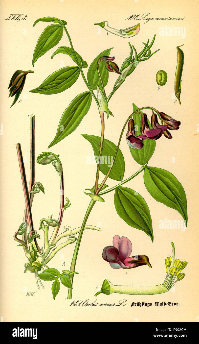 Lathyrus plant hi-res stock photography and images - Alamy