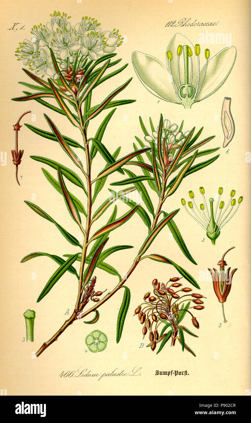 . 337 Illustration Ledum palustre0 Stock Photo - Alamy