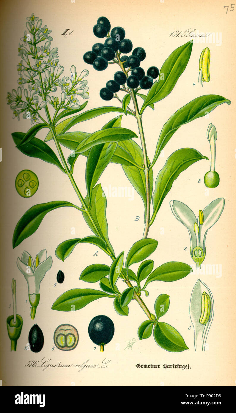 . 337 Illustration Ligustrum vulgare0 Stock Photo - Alamy