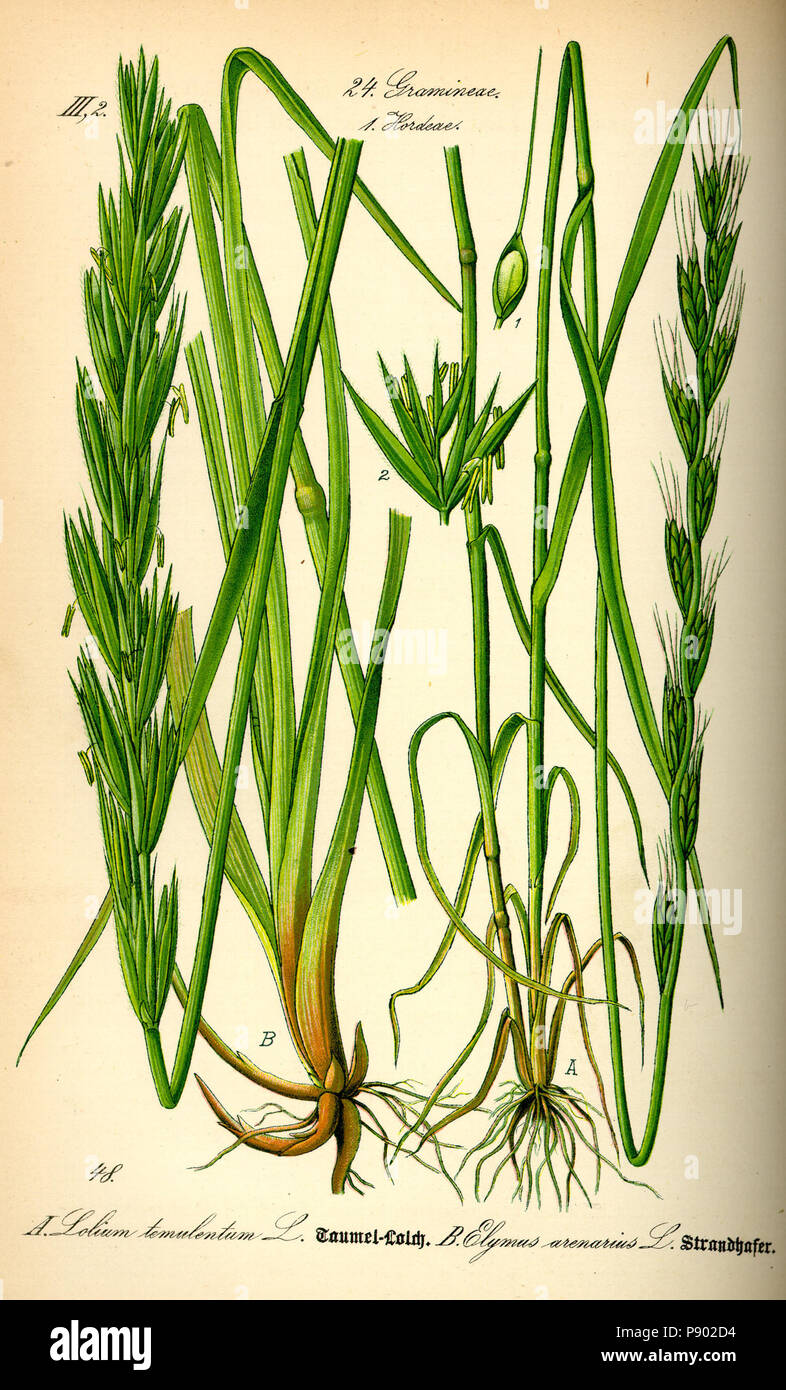 . 337 Illustration Leymus arenarius and Lolium temulentum0 Stock Photo ...