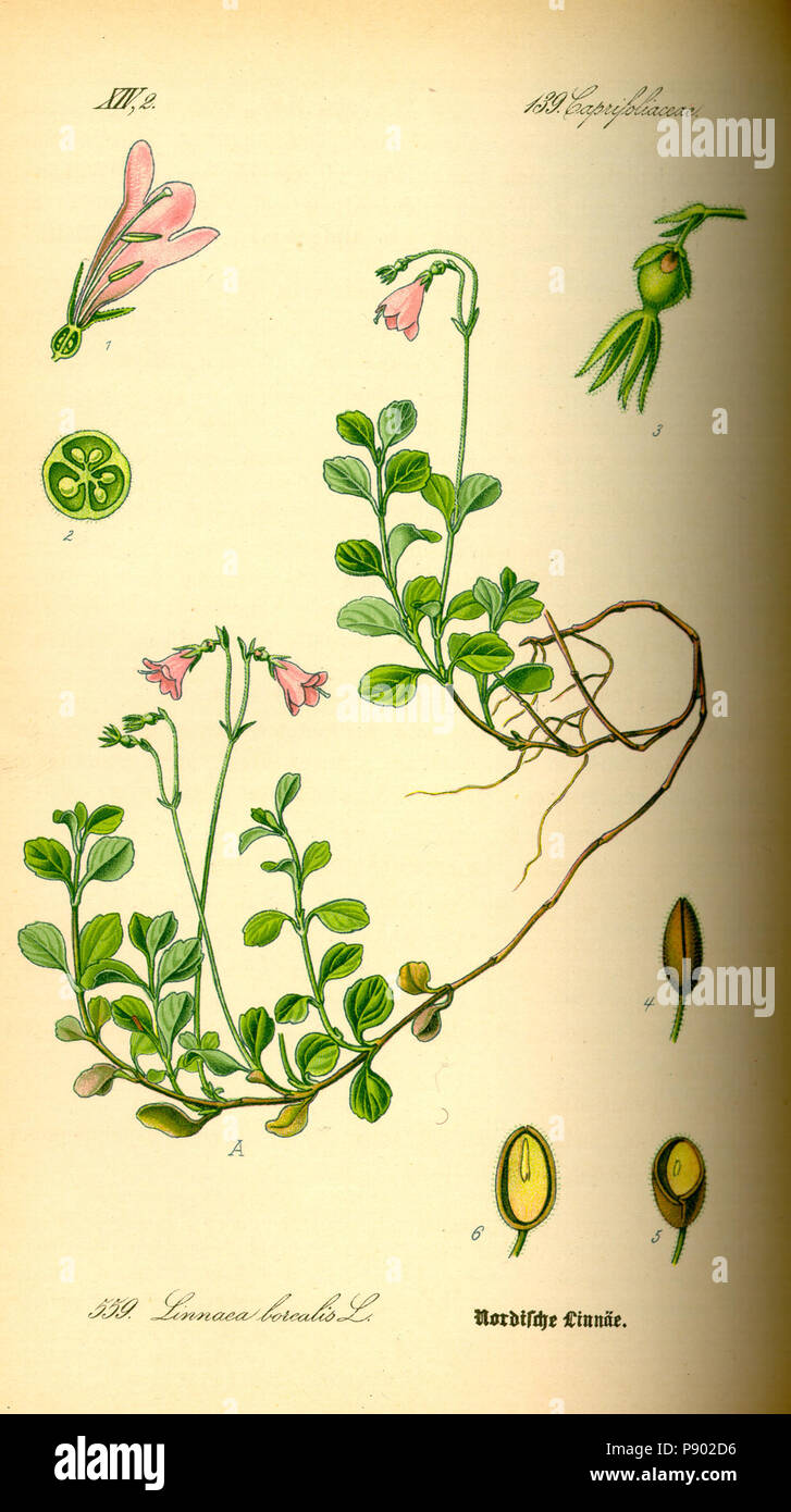 Linnaea borealis . 7 November 2008, 02:23 (UTC) 337 Illustration ...