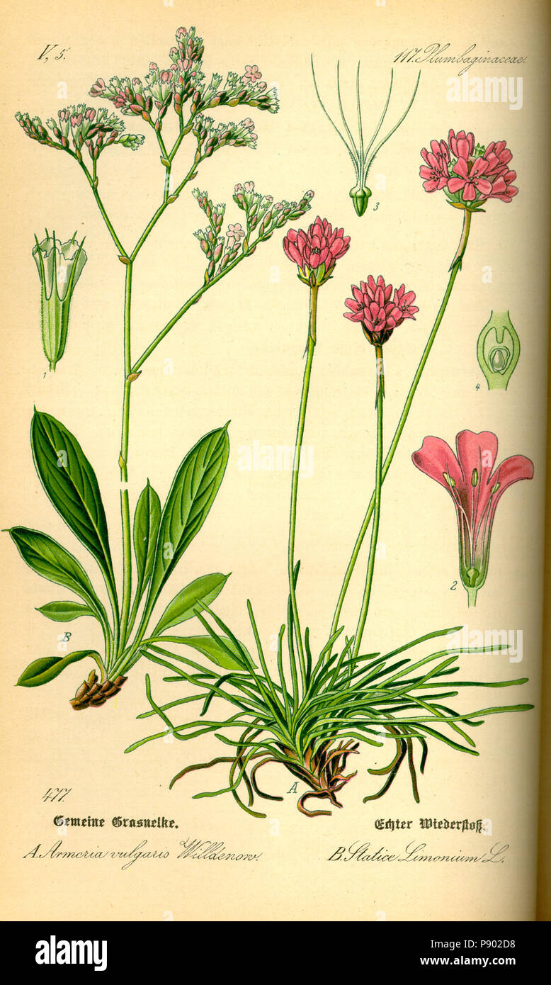 Limonium vulgare botanical illustration hi-res stock photography and ...