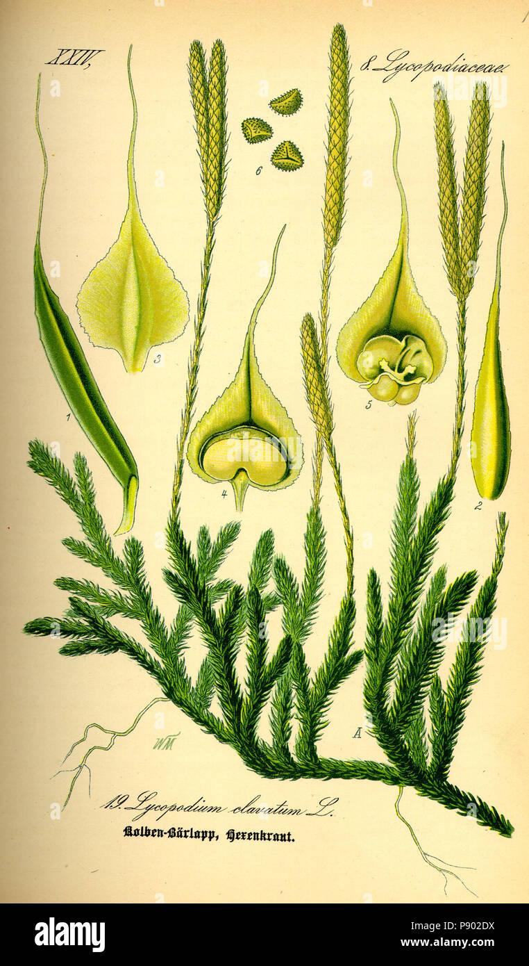 Lycopodium species hi-res stock photography and images - Alamy
