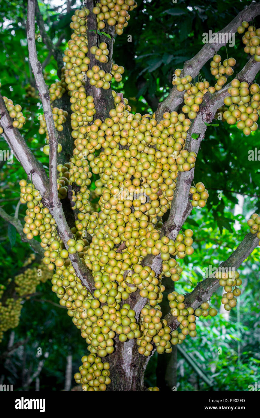 Lotkan plantation at Belabo, Narsingdi, Bangladesh Stock Photo - Alamy