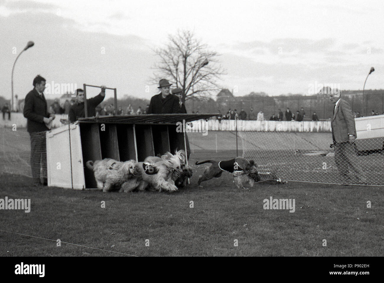 Dresden, DDR, start of a greyhound race on the former cycle track ...