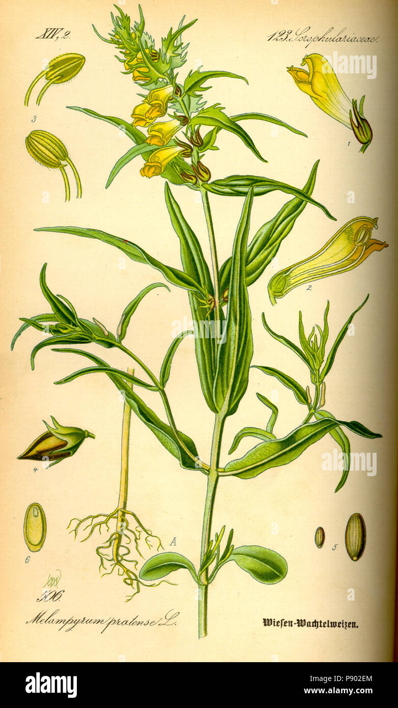 Plant species melampyrum pratense hi-res stock photography and images ...