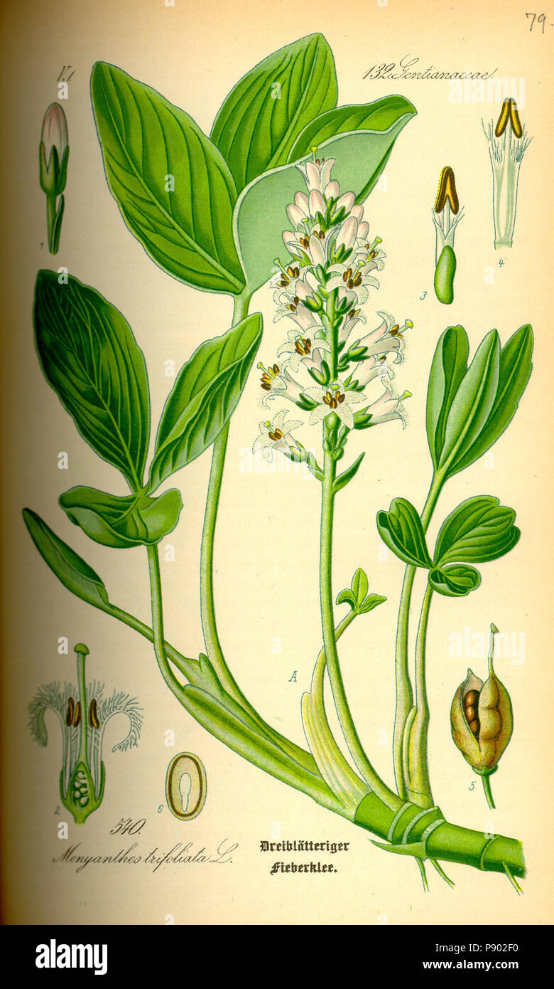 Buckbean menyanthes trifoliata hi-res stock photography and images - Alamy