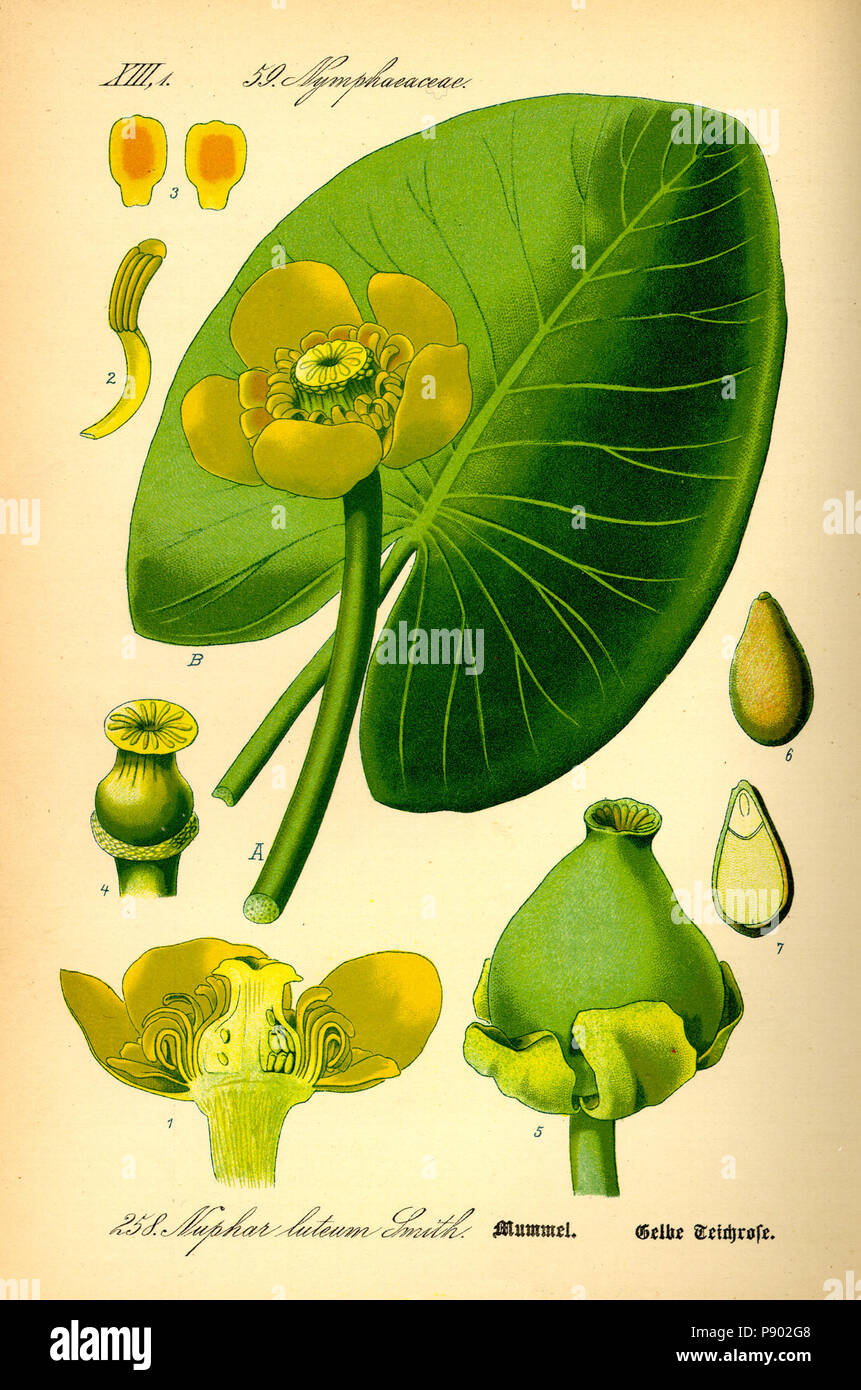 . 337 Illustration Nuphar lutea0 Stock Photo - Alamy