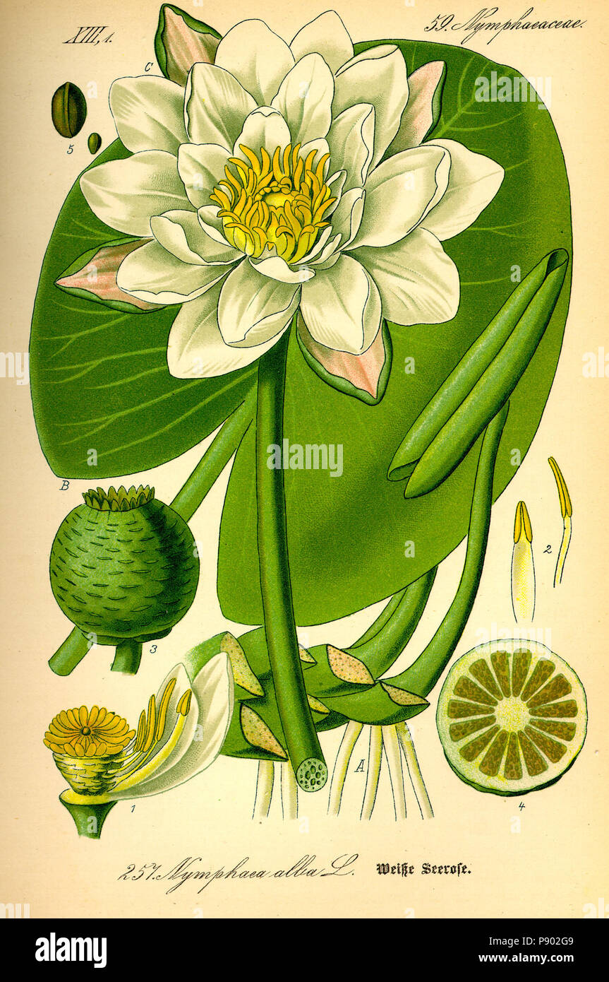 Nymphaea alba botanical illustration hi-res stock photography and ...