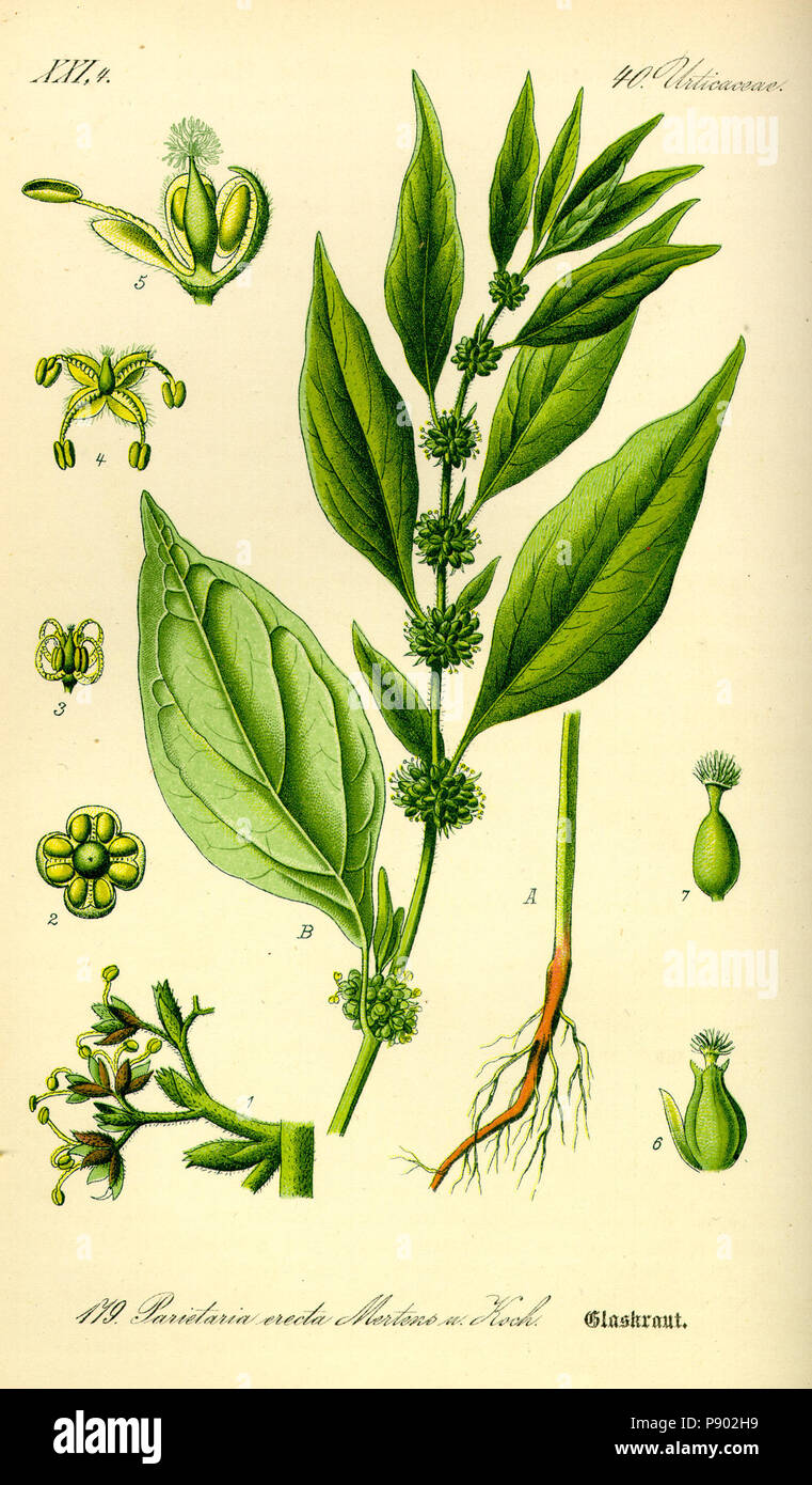 . 337 Illustration Parietaria officinalis0 Stock Photo - Alamy